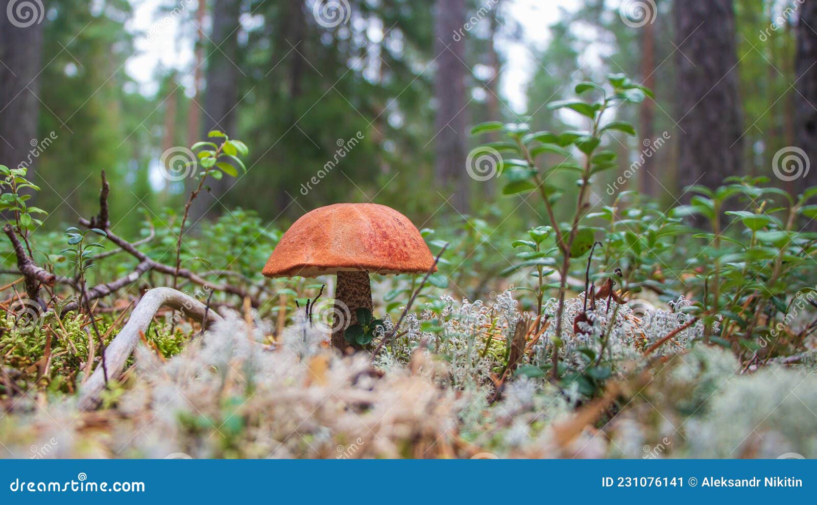 Podosinovik Mushroom in the Forest Stock Image - Image of summer ...