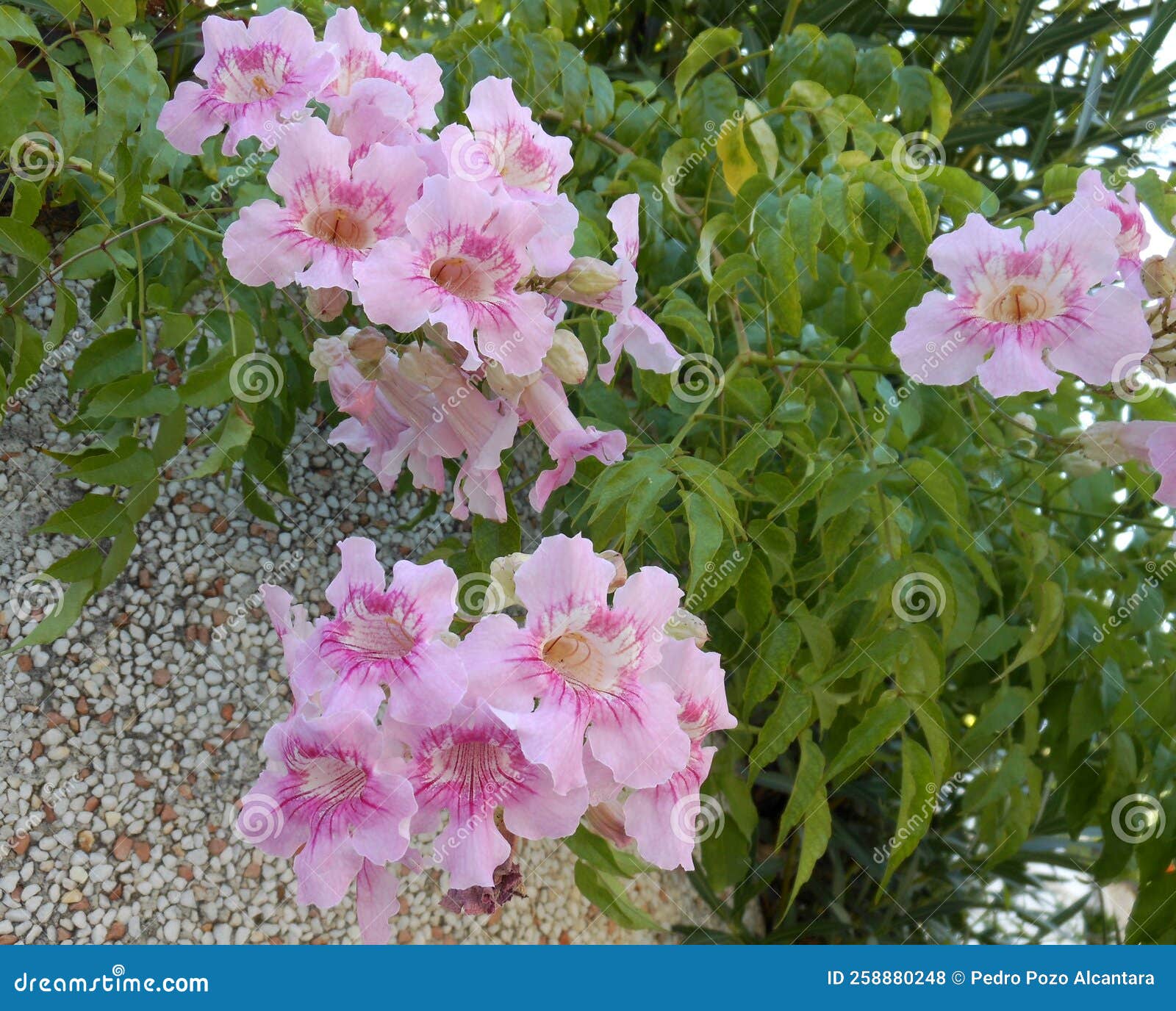 Podranea Ricasoliana O Bignonia Rosa Foto de archivo - Imagen de ... Podranea Ricasoliana O Bignonia Rosa Foto de archivo - Imagen de ...