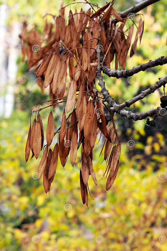 Pods of ash tree stock image. Image of autumn, tree, fraxinus - 27763175