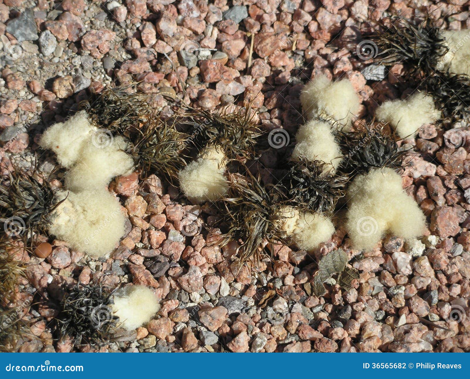 Cactus Pods stock photo. Image of landscape, leaf, natural - 36565682