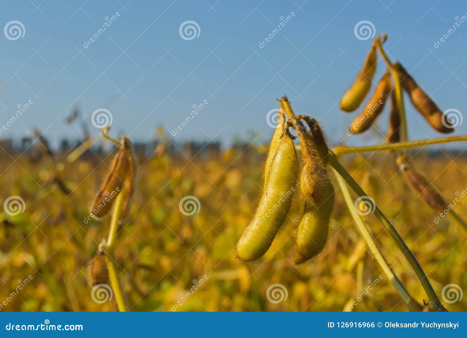 Pods of Genetically Modified Soybean during the Ripening Period in the ...