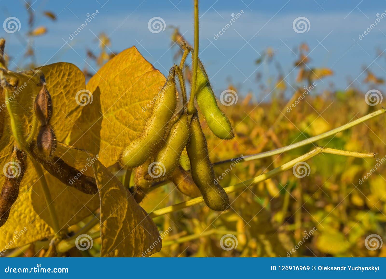 Pods of Genetically Modified Soybean during the Ripening Period in the ...