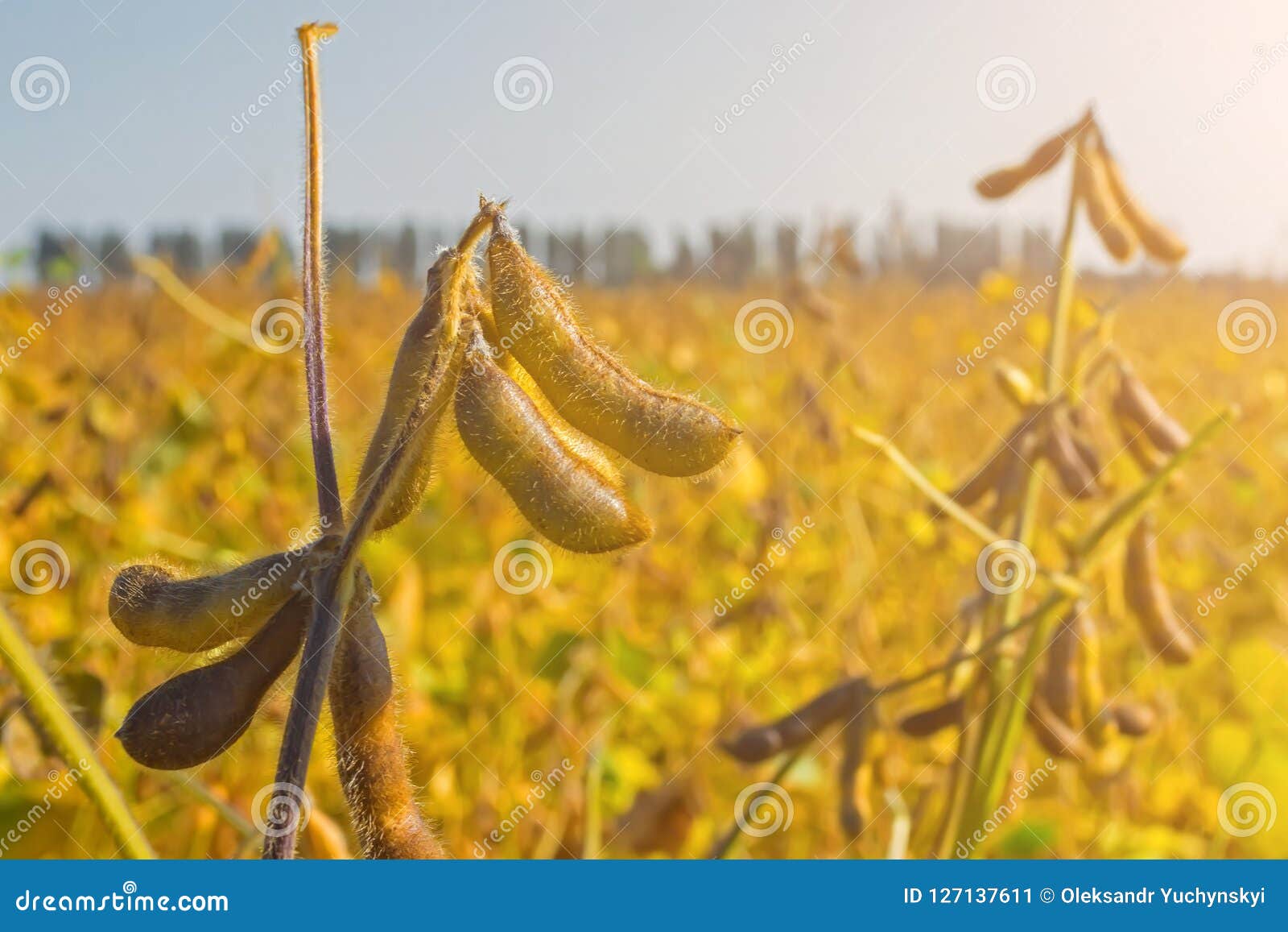 Pods of Genetically Modified Soybean during the Ripening Period in the ...