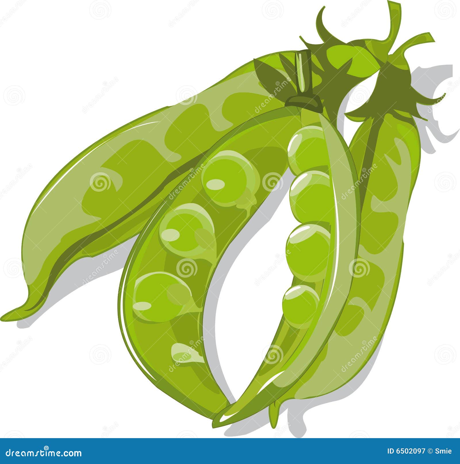 Pods of green peas stock vector. Illustration of figure - 6502097