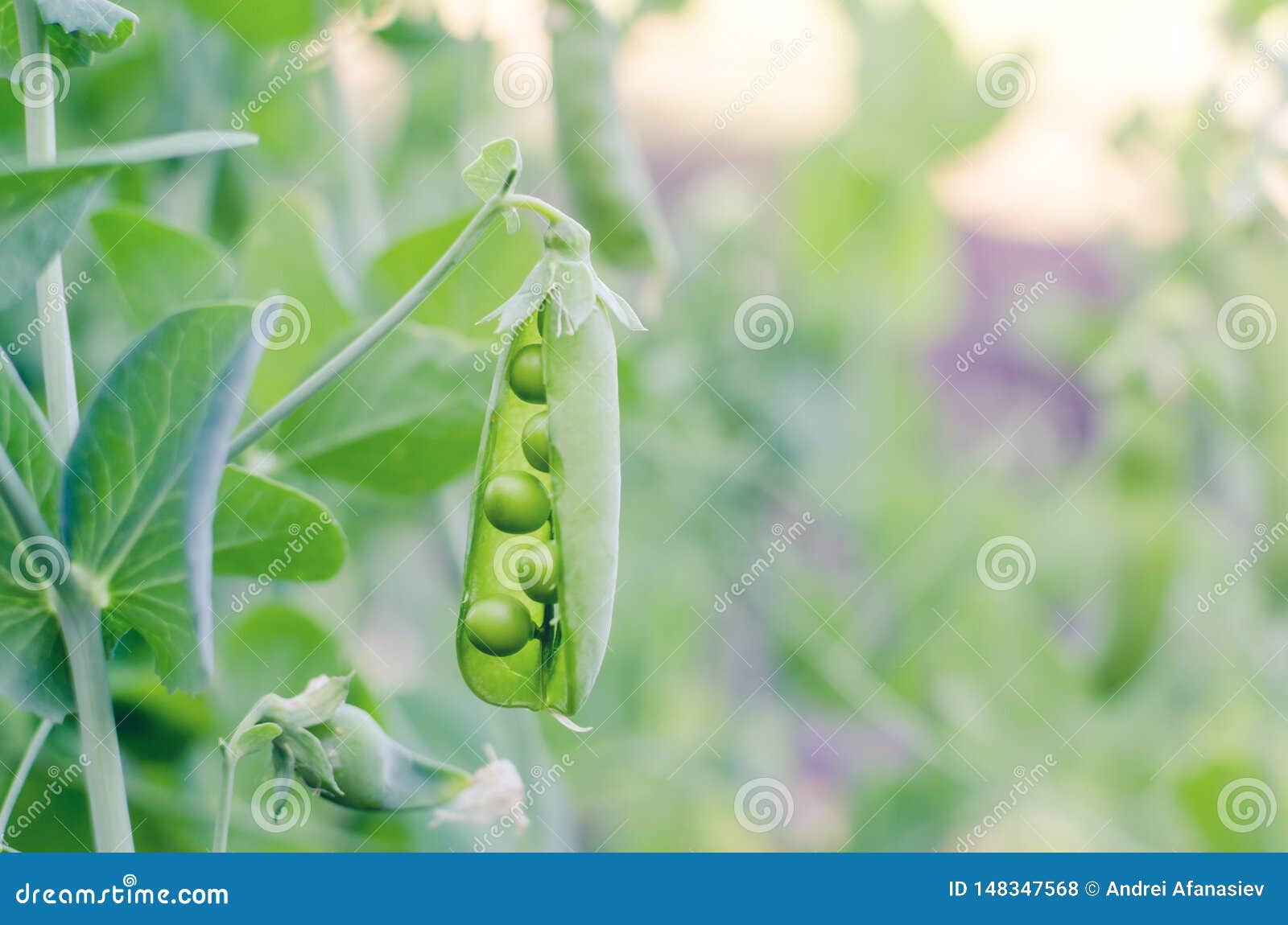 Pods of Green Peas Grow on the Garden Stock Photo - Image of grow ...