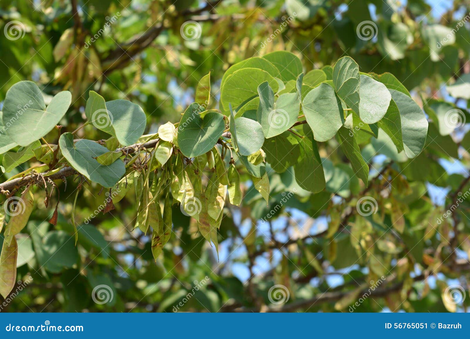 Pods on green tree branch stock image. Image of details - 56765051
