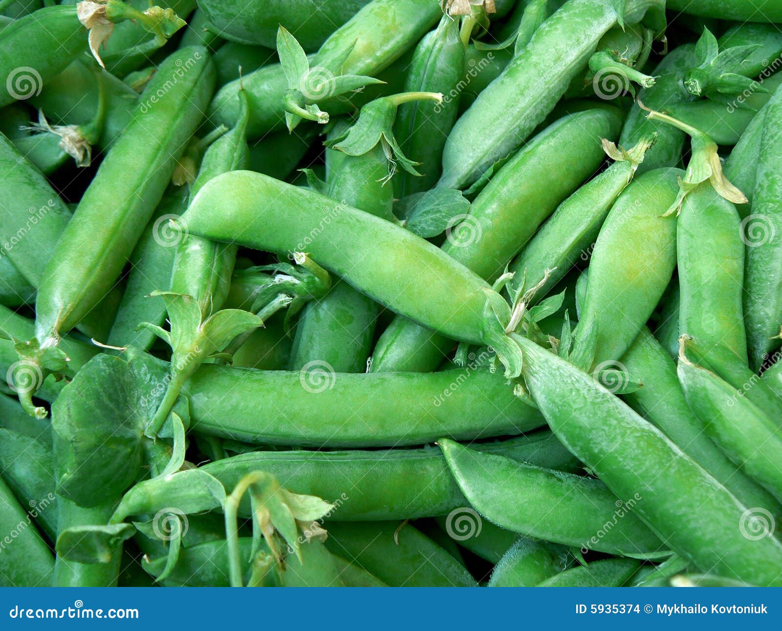 Pods of pea stock photo. Image of growth, curve, sweet - 5935374