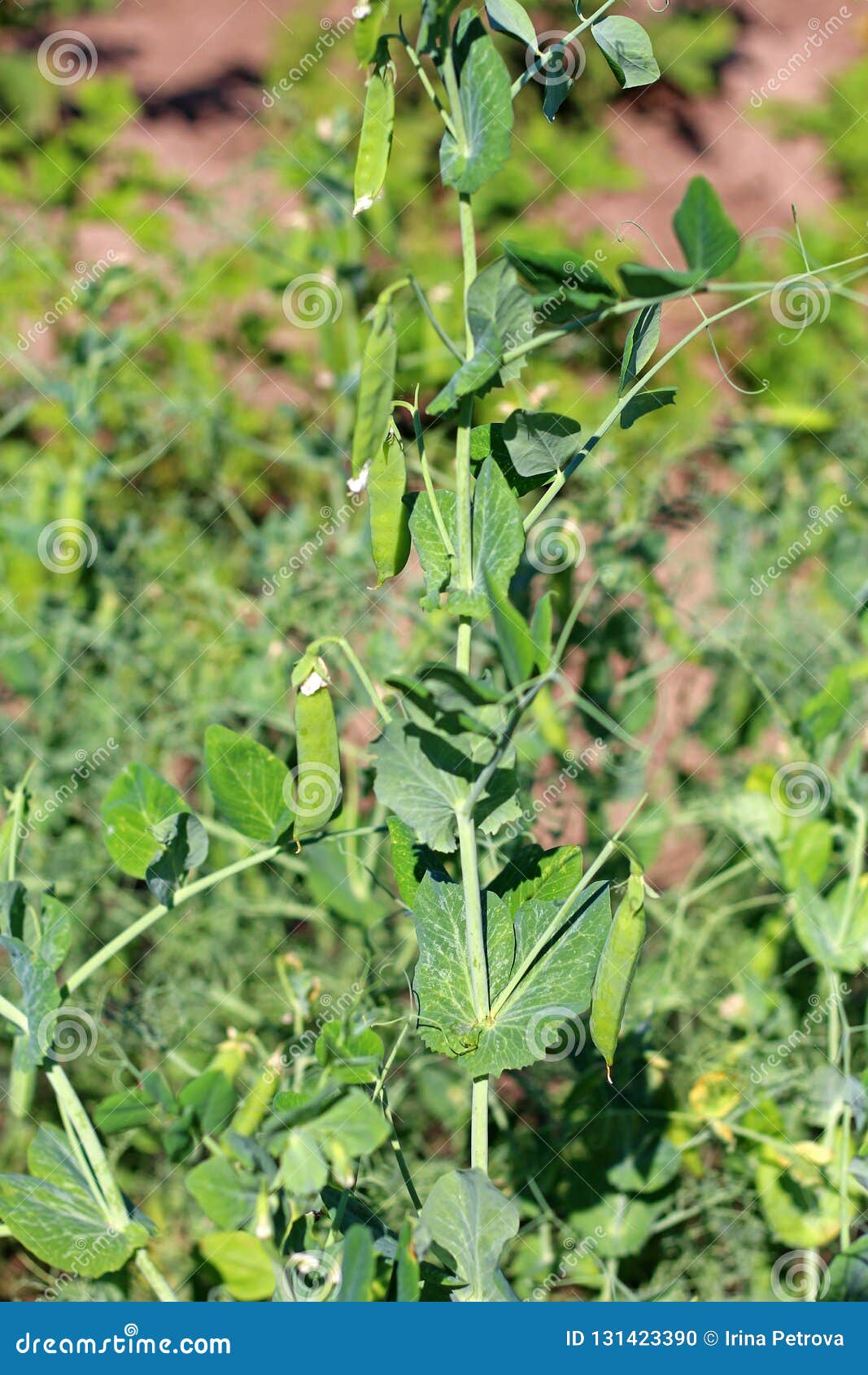 Pods of Pea Plants Growing in the Garden Stock Photo - Image of lots ...