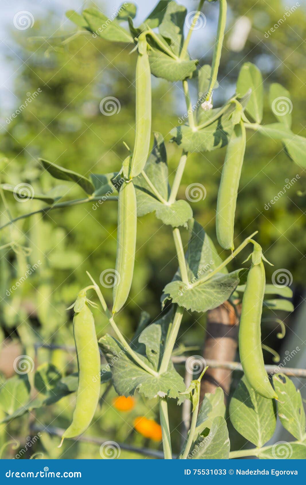 Pods of Peas on a Stalk in the Garden Stock Image - Image of gardener ...