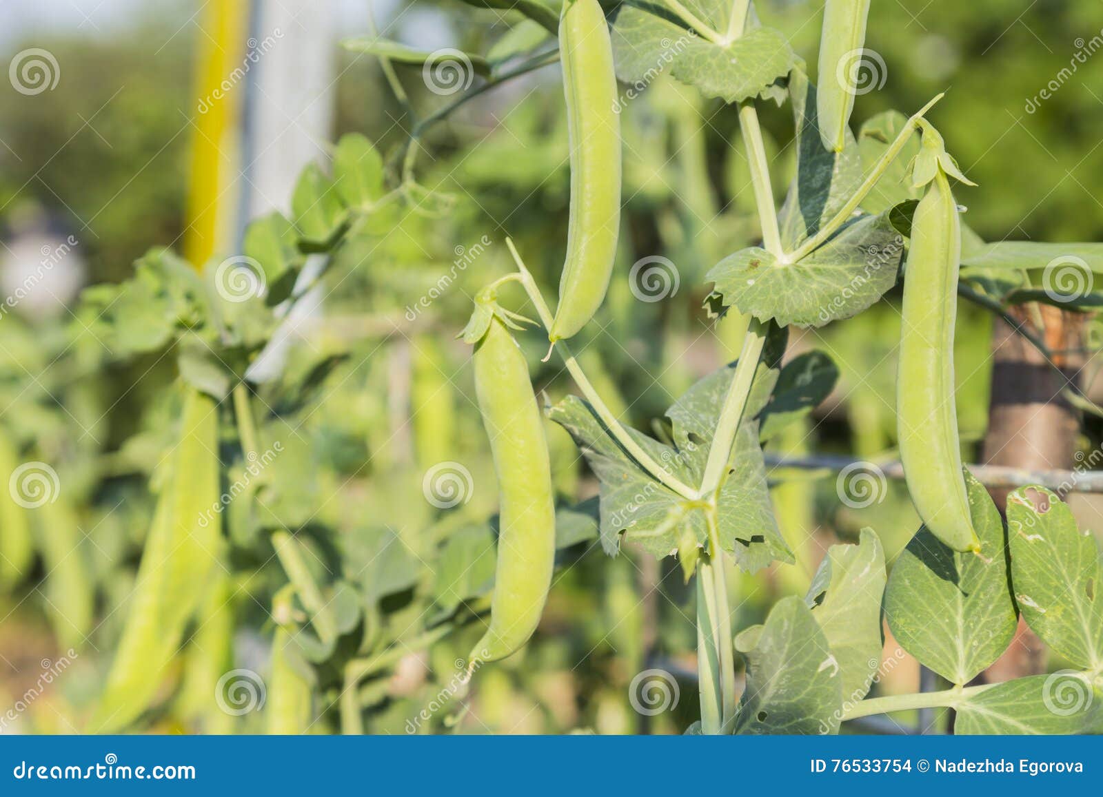 Pods of Peas on a Stalk in the Garden Stock Photo - Image of farming ...