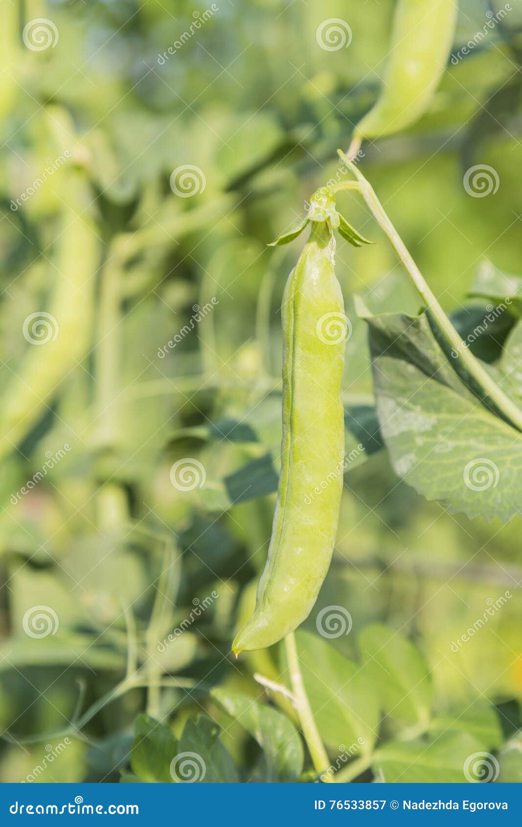 Pods of Peas on a Stalk in the Garden Stock Image - Image of bush ...