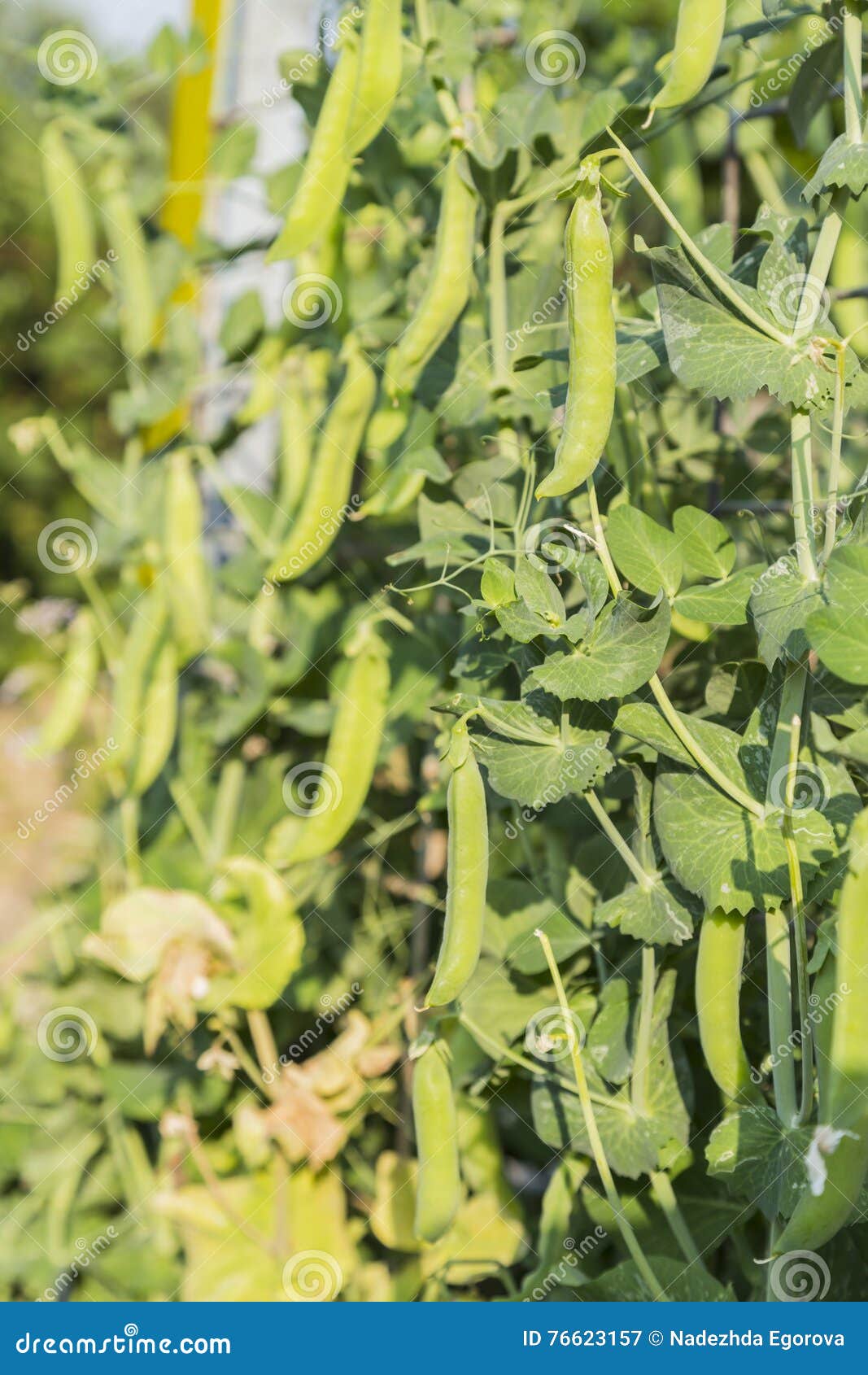 Pods of Peas on a Stalk in the Garden Stock Image - Image of farm ...