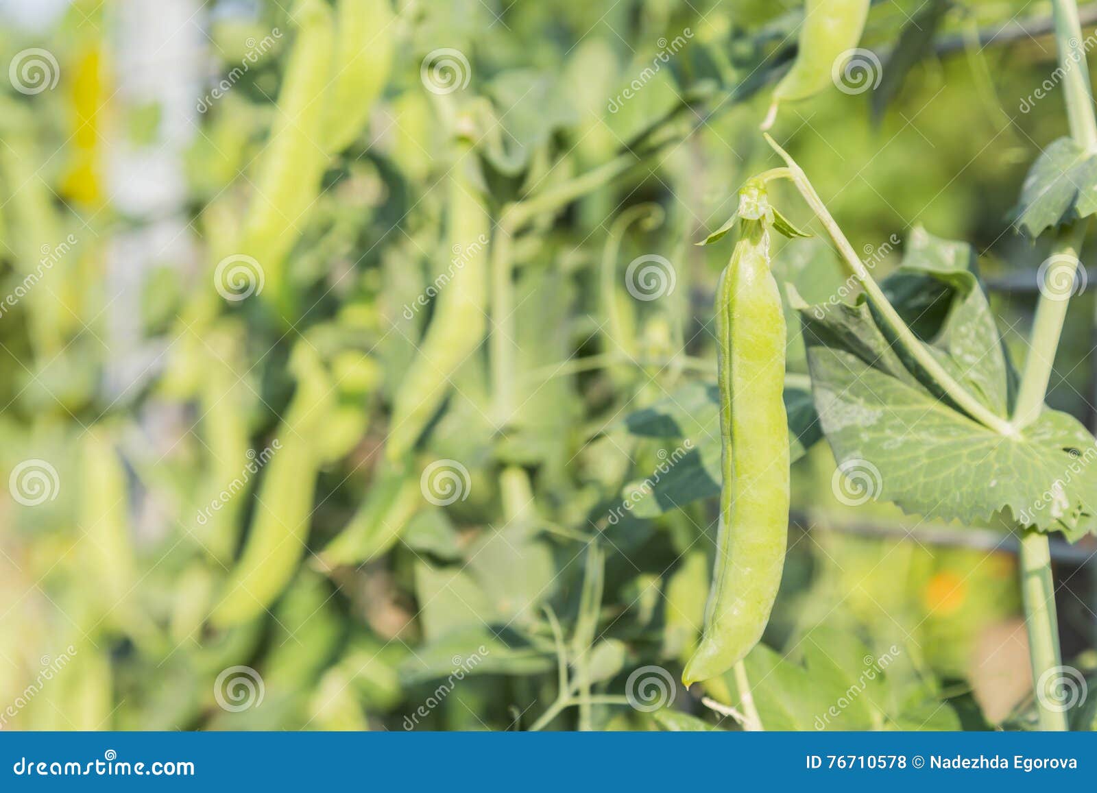 Pods of Peas on a Stalk in the Garden Stock Photo - Image of planting ...