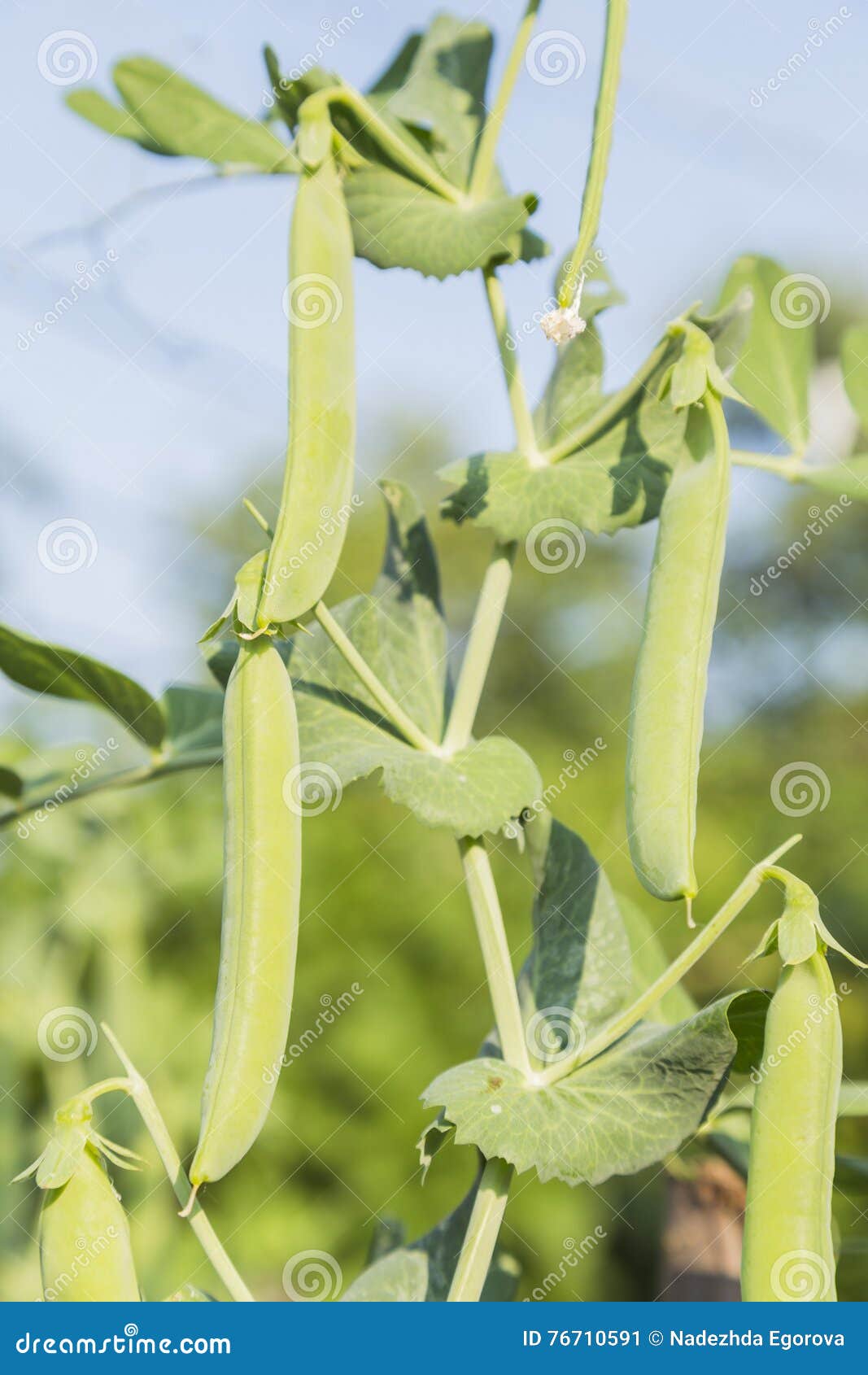 Pods of Peas on a Stalk in the Garden Stock Image - Image of resident ...