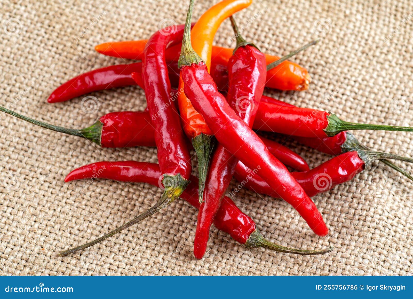 Pods of Red Hot Chili Peppers on Burlap. Space for Text Stock Photo ...