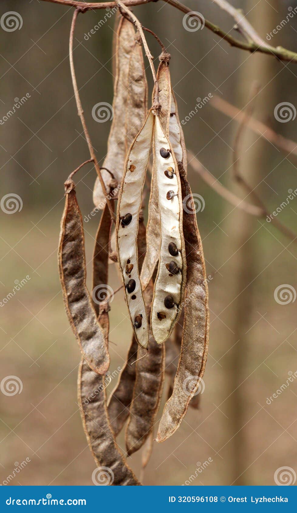 Pods of Robinia Pseudoacacia with Seeds Stock Photo - Image of bush ...