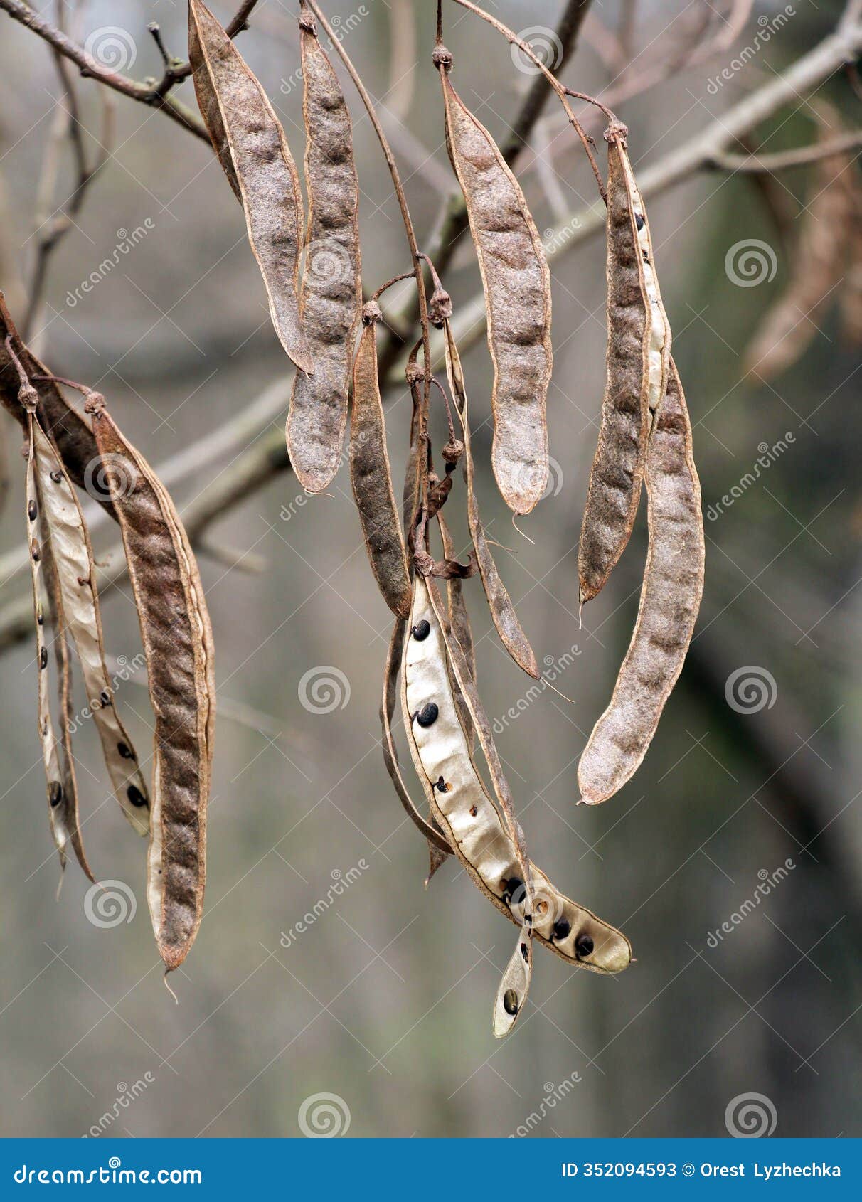 Pods Of Robinia Pseudoacacia With Seeds Royalty-Free Stock Image ...