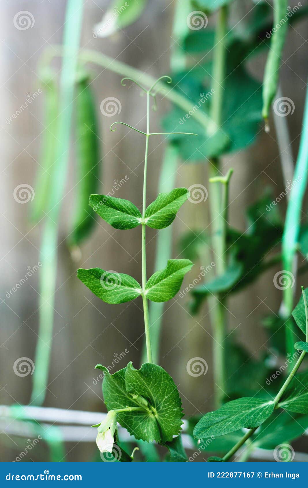 Pods of Runner Beans Growing in Garden, Summer Vegetable Harvest Stock ...