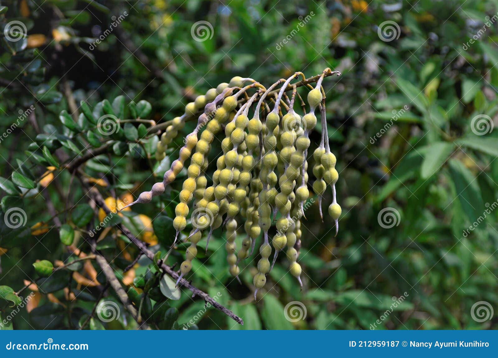 Sophora Tomentosa Seed Pods Stock Image - Image of hanging, thorn ...