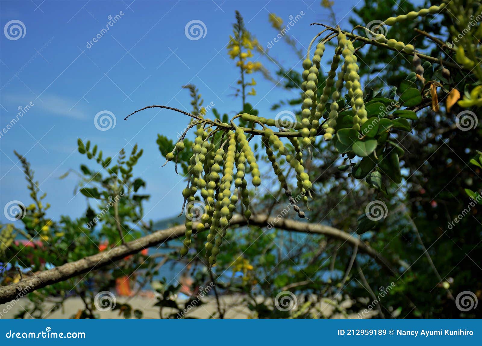 Sophora Tomentosa Seed Pods Stock Image - Image of growing, verde ...