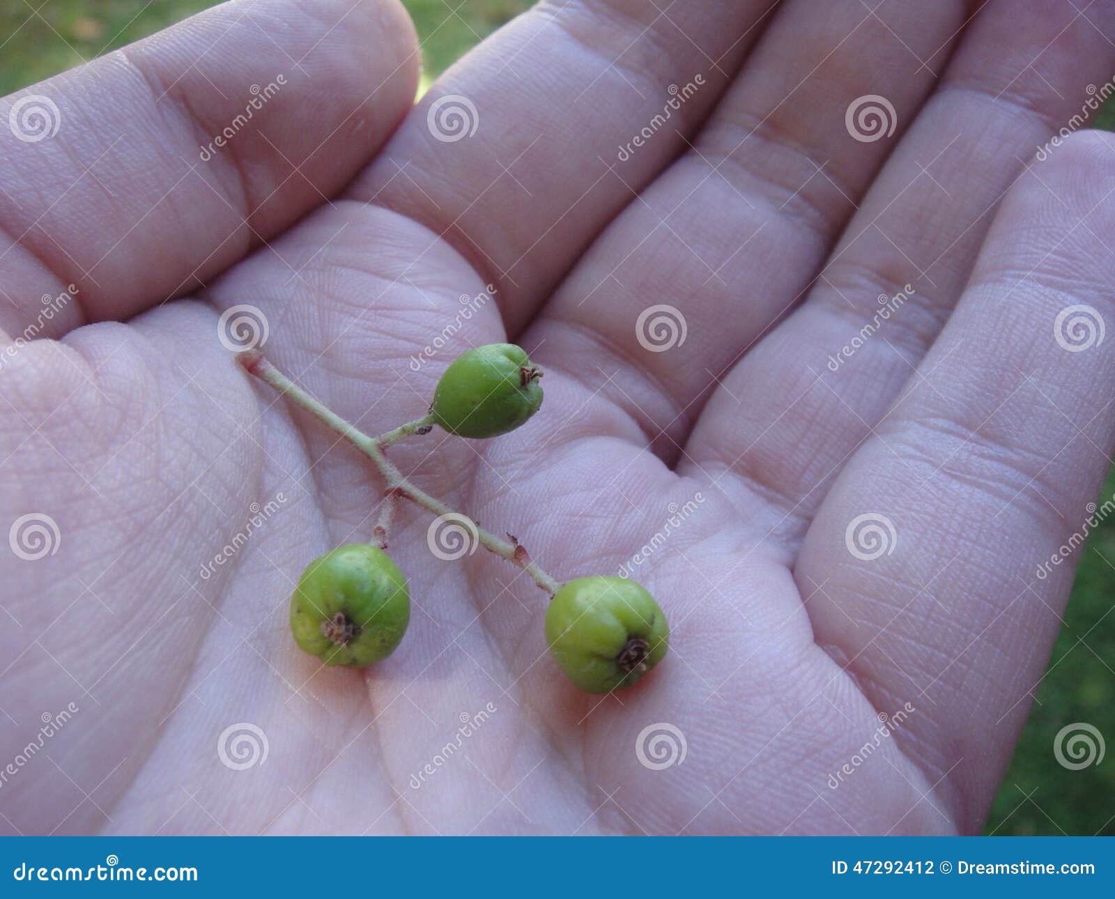 Pods stock photo. Image of hand, branch, pods, tree, nature - 47292412