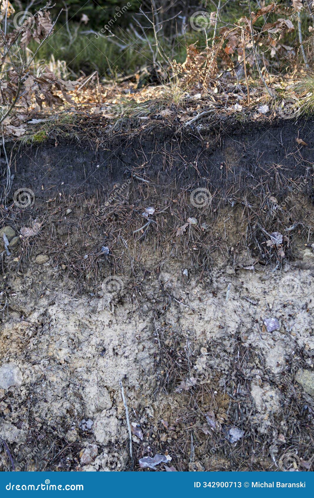 Podzolic Soil Layer Formed Under Coniferous Forest Stock Image - Image ...