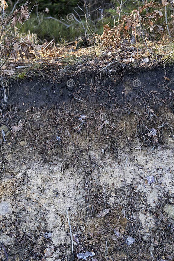 Podzolic Soil Layer Formed Under Coniferous Forest Stock Image - Image ...