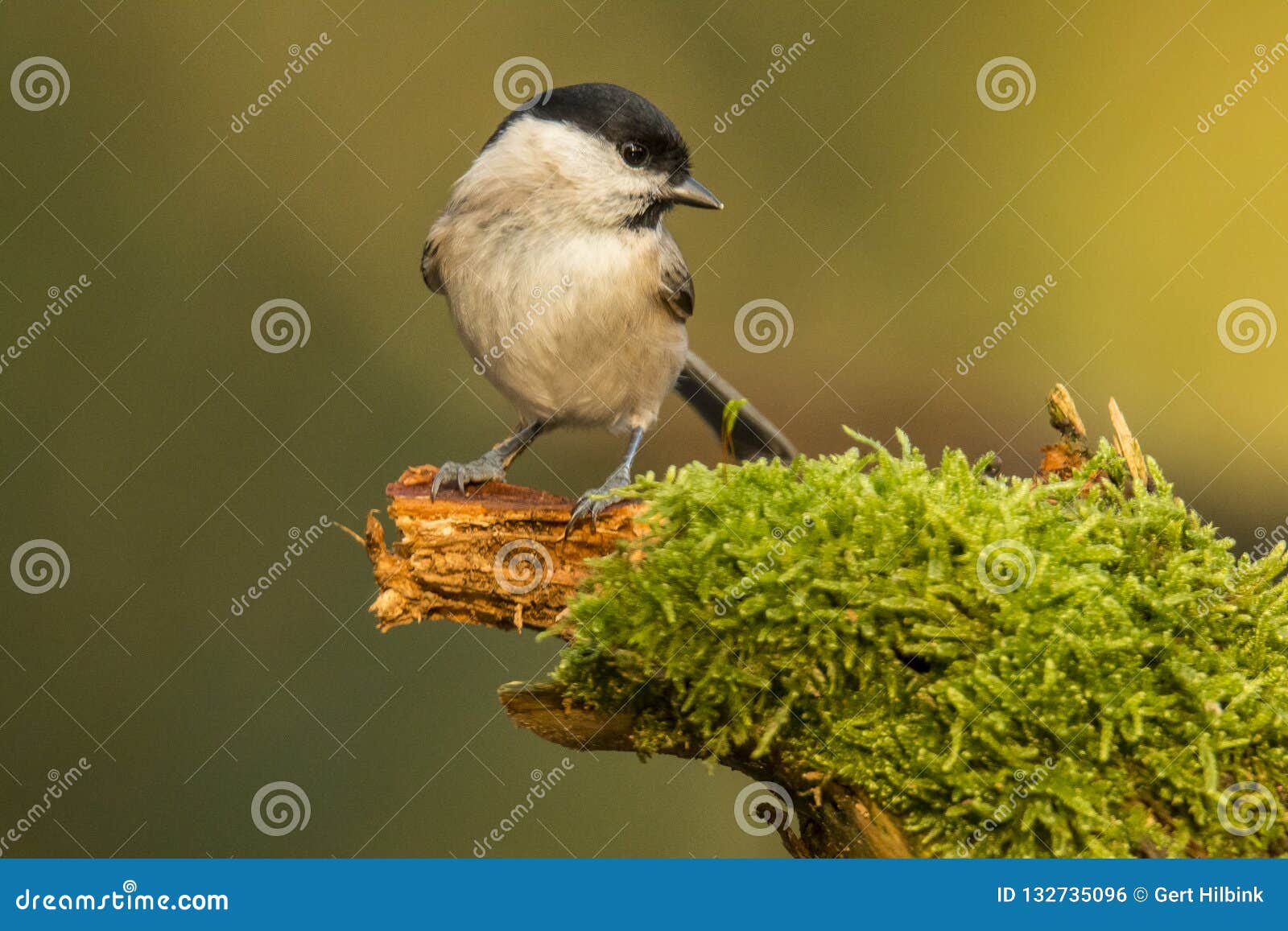 Willow Tit, Poecile Montanus Stock Photo - Image of poecile, like ...