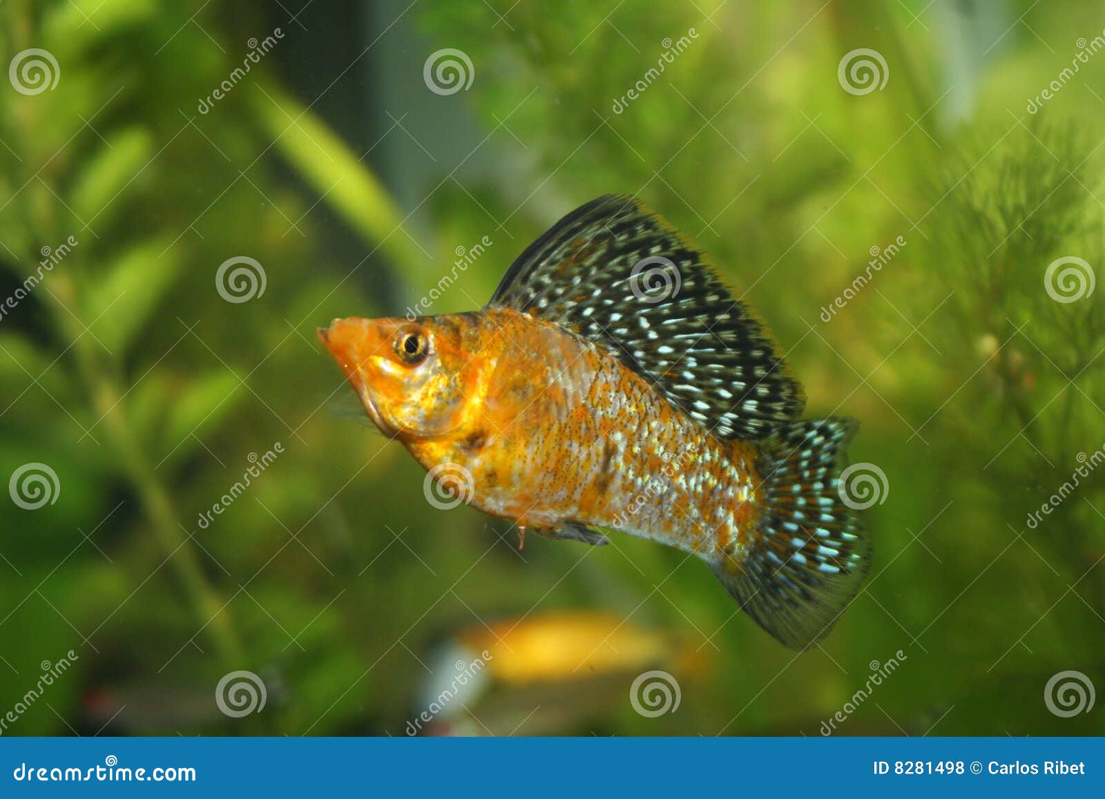 Poecilia velifera stock photo. Image of velifera, sail - 8281498