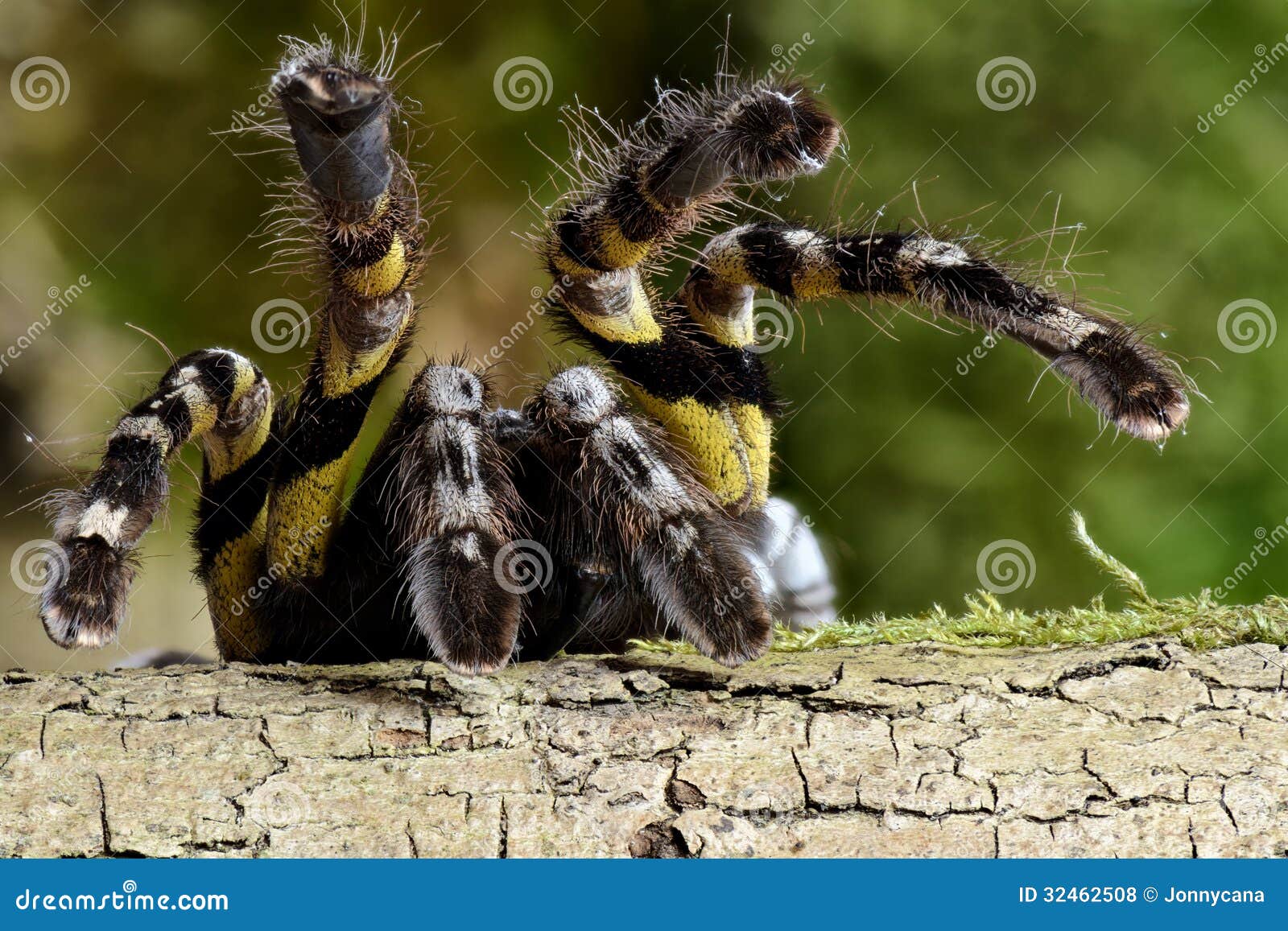 Poecilotheria regalis arkivfoto. Bild av mossa, tarantel - 32462508