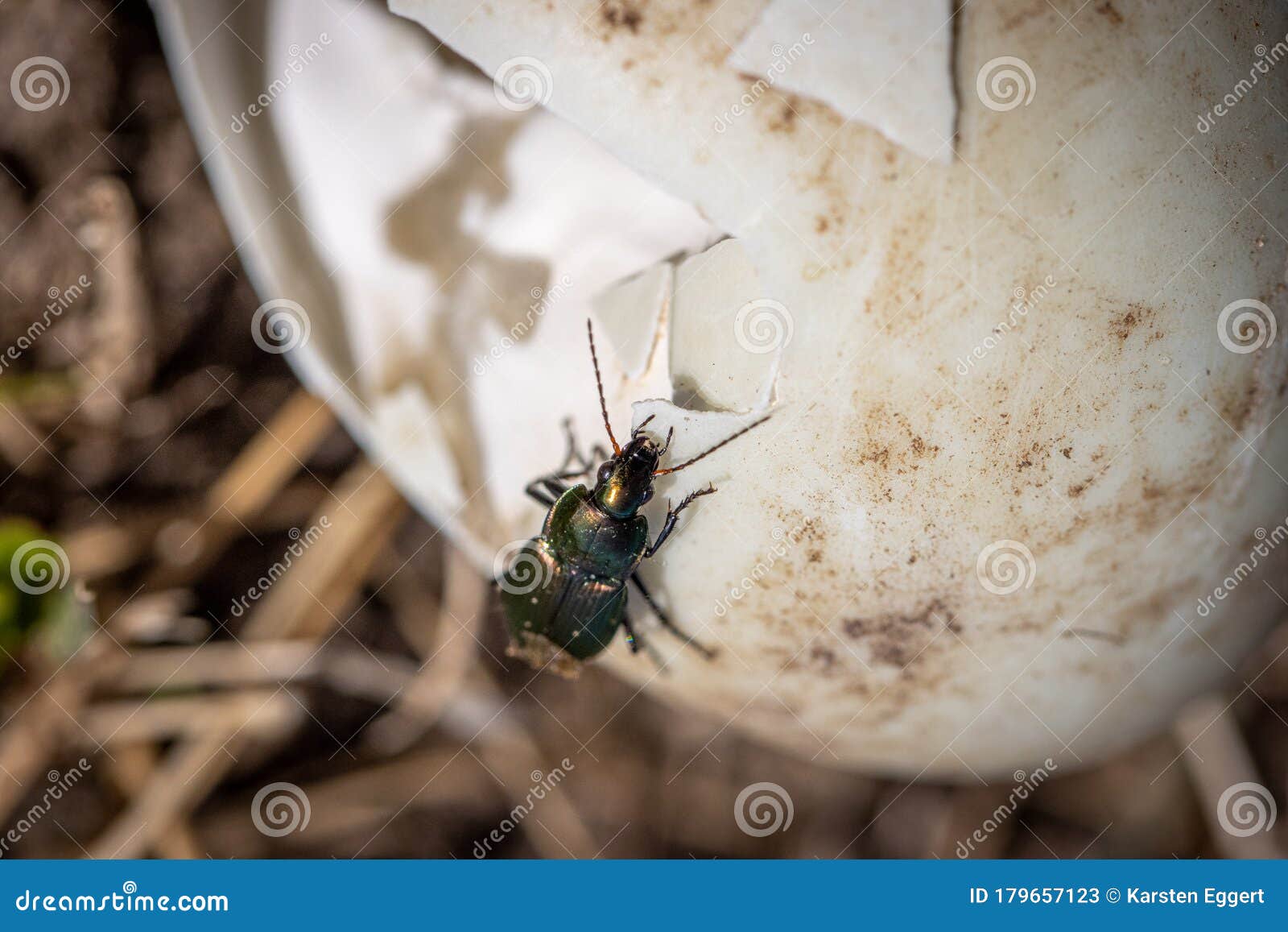 Poecilus Cupreus Beetle Crawls on a Broken Goose Egg Stock Image ...