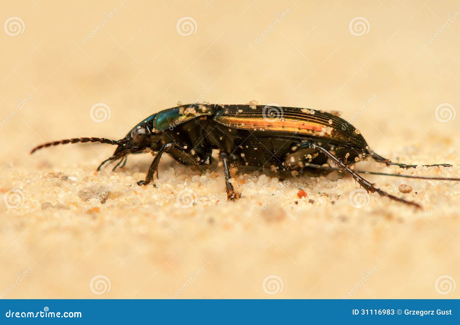 Poecilus cupreus stock image. Image of groundbeetle, close - 31116983
