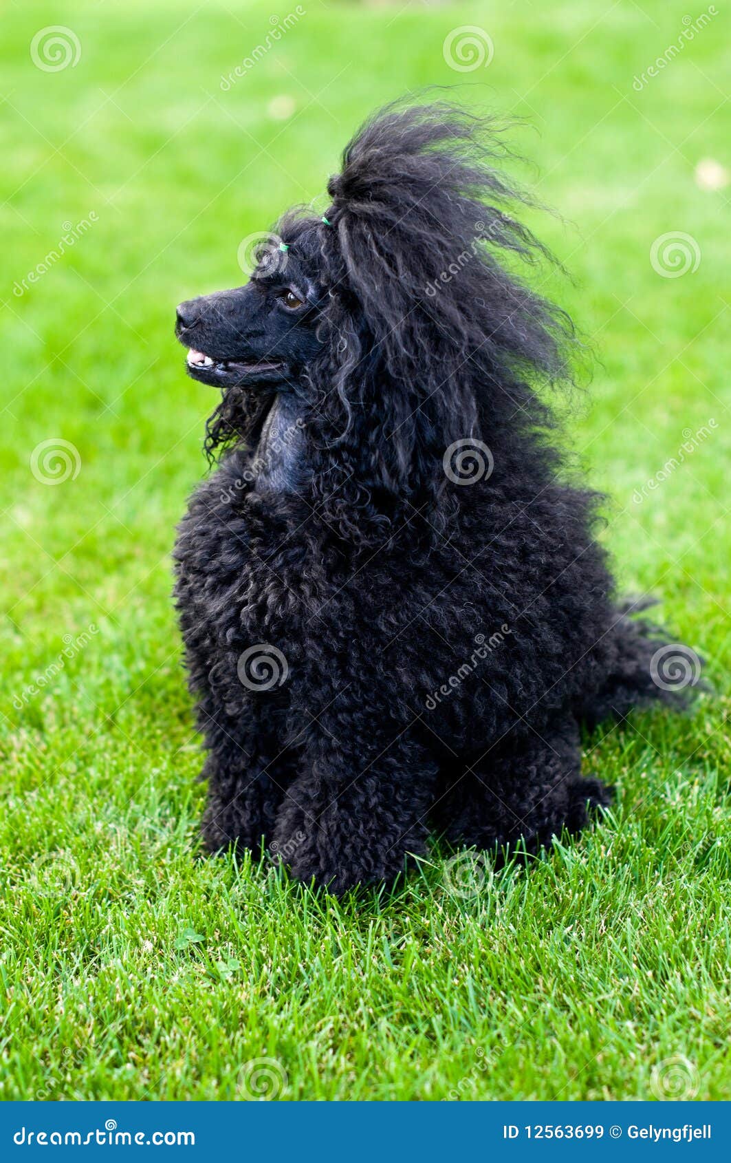 Poedel stock afbeelding. Image of hond, skandinavisch - 12563699