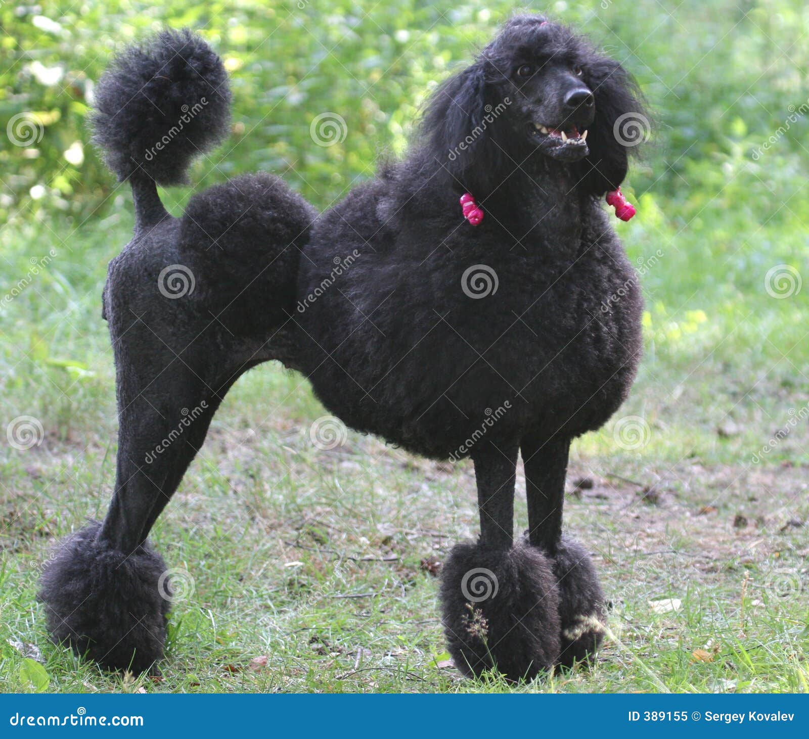 Poedel stock afbeelding. Image of vriend, zuiver, kruid - 389155