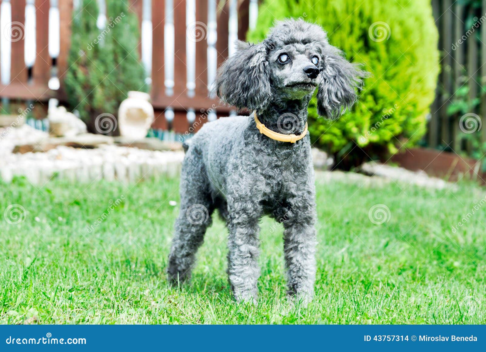 Poedel stock foto. Image of huis, gelukkig, ogen, leuk - 43757314