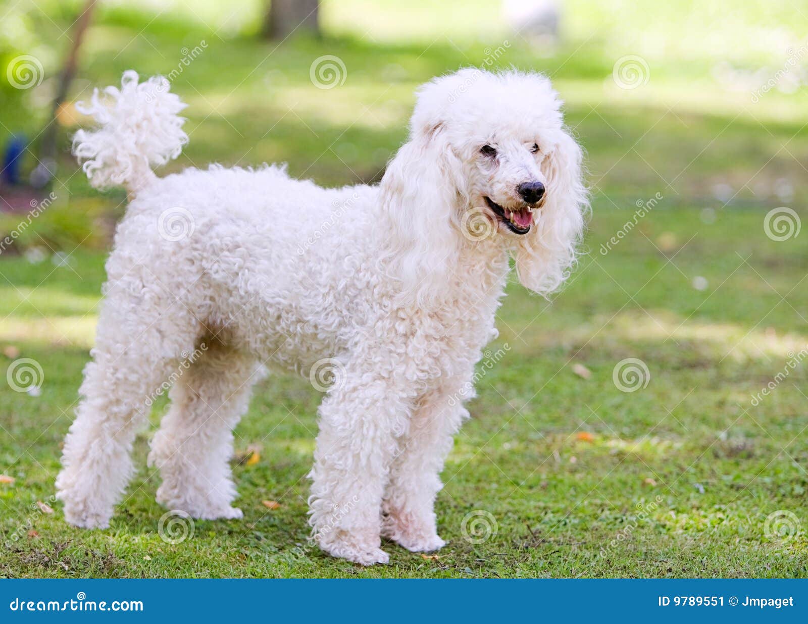 Poedel Die Zich in De Tuin Bevindt Stock Afbeelding - Image of huisdier ...