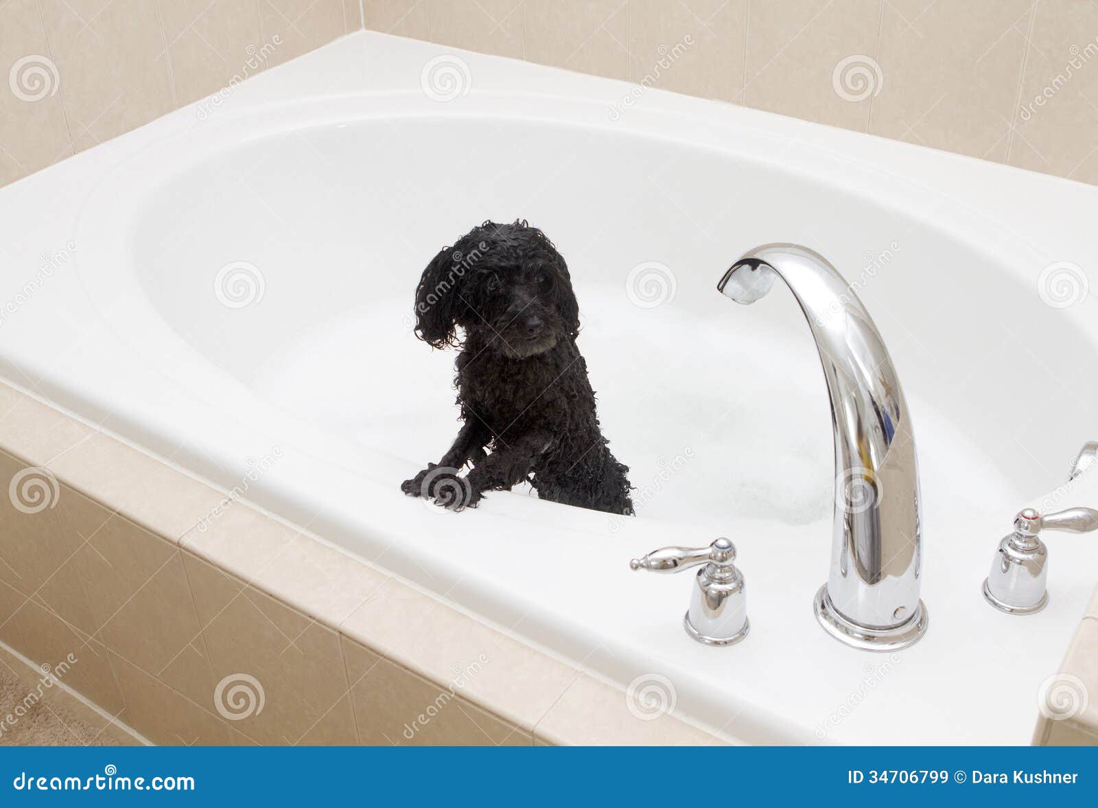 Poedel in een Ton stock afbeelding. Image of doordringen - 34706799