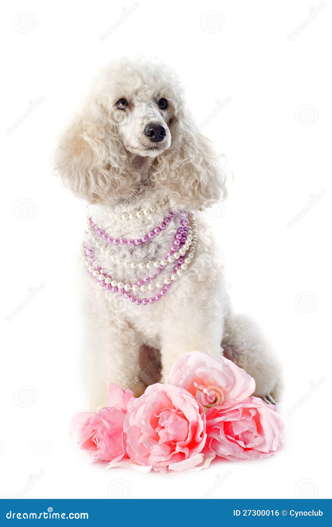 Poedel met rozen stock foto. Image of hond, bloemen, elegantie - 27300016