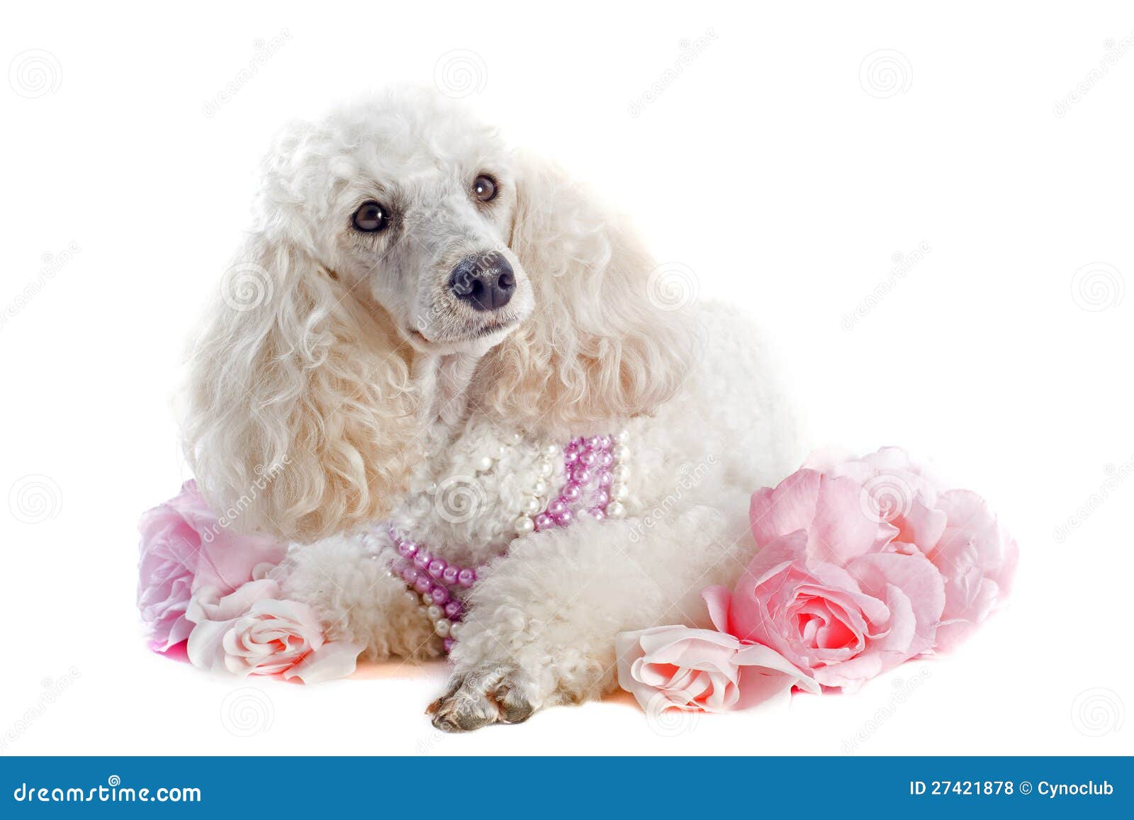 Poedel met rozen stock foto. Image of zoogdier, kraag - 27421878