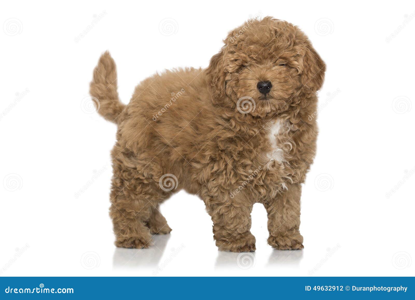 Poedelpuppy stock foto. Image of honds, puppy, bruin - 49632912
