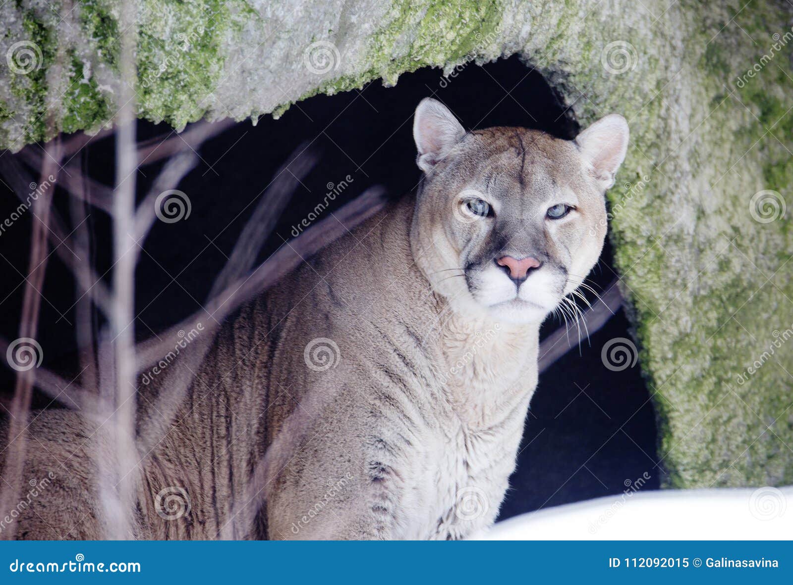 Poema, of poema stock afbeelding. Image of plotseling - 112092015