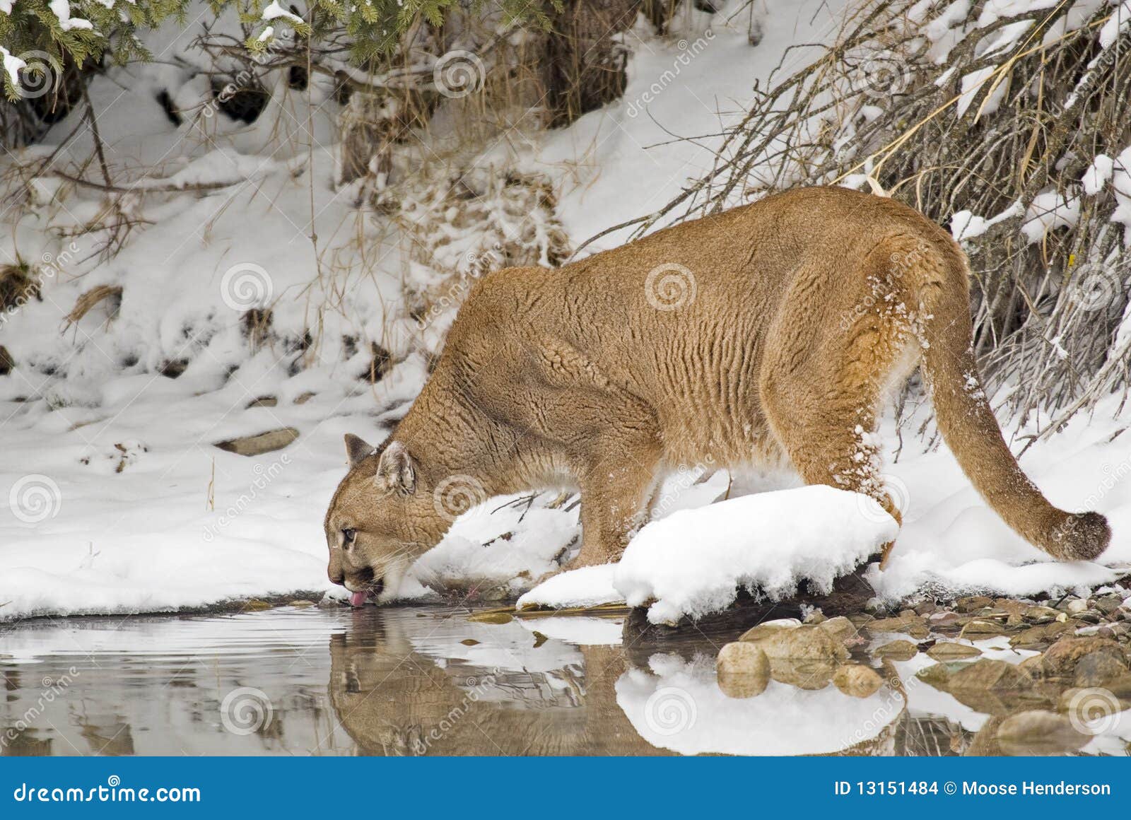 Poema stock foto. Image of katten, schepselen, dier, wild - 13151484