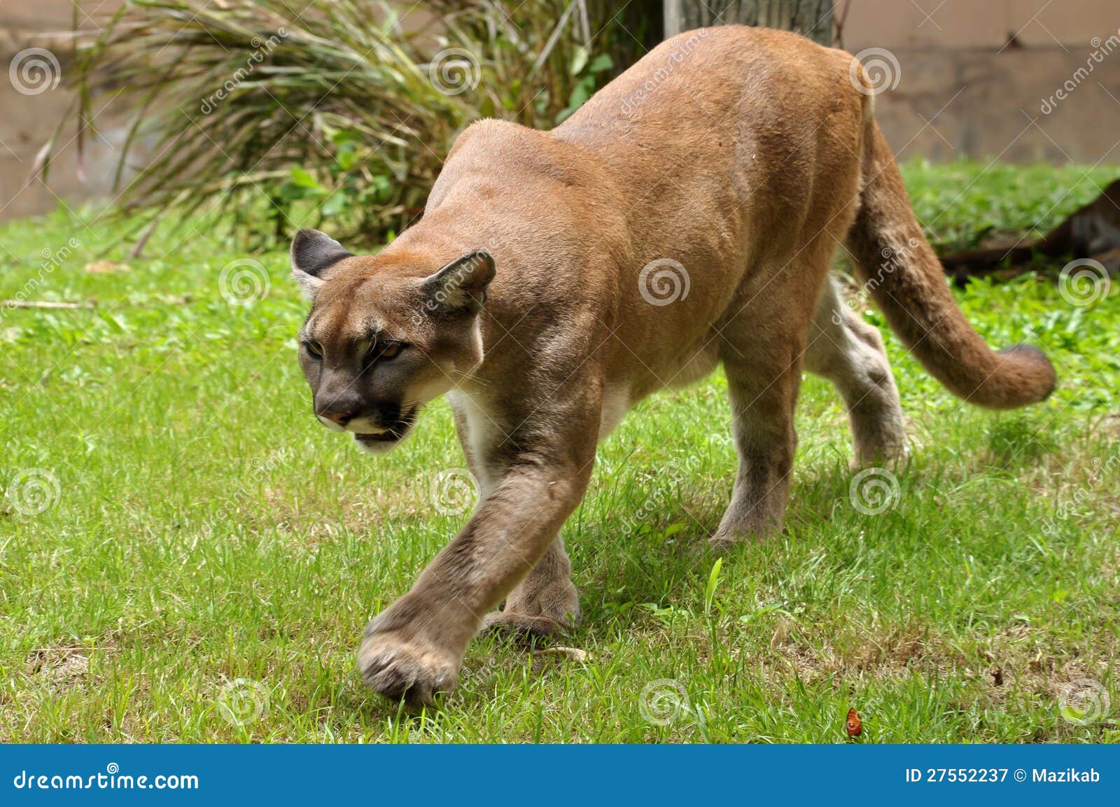 Poema stock afbeelding. Image of achtergrond, dier, leeuwen - 27552237