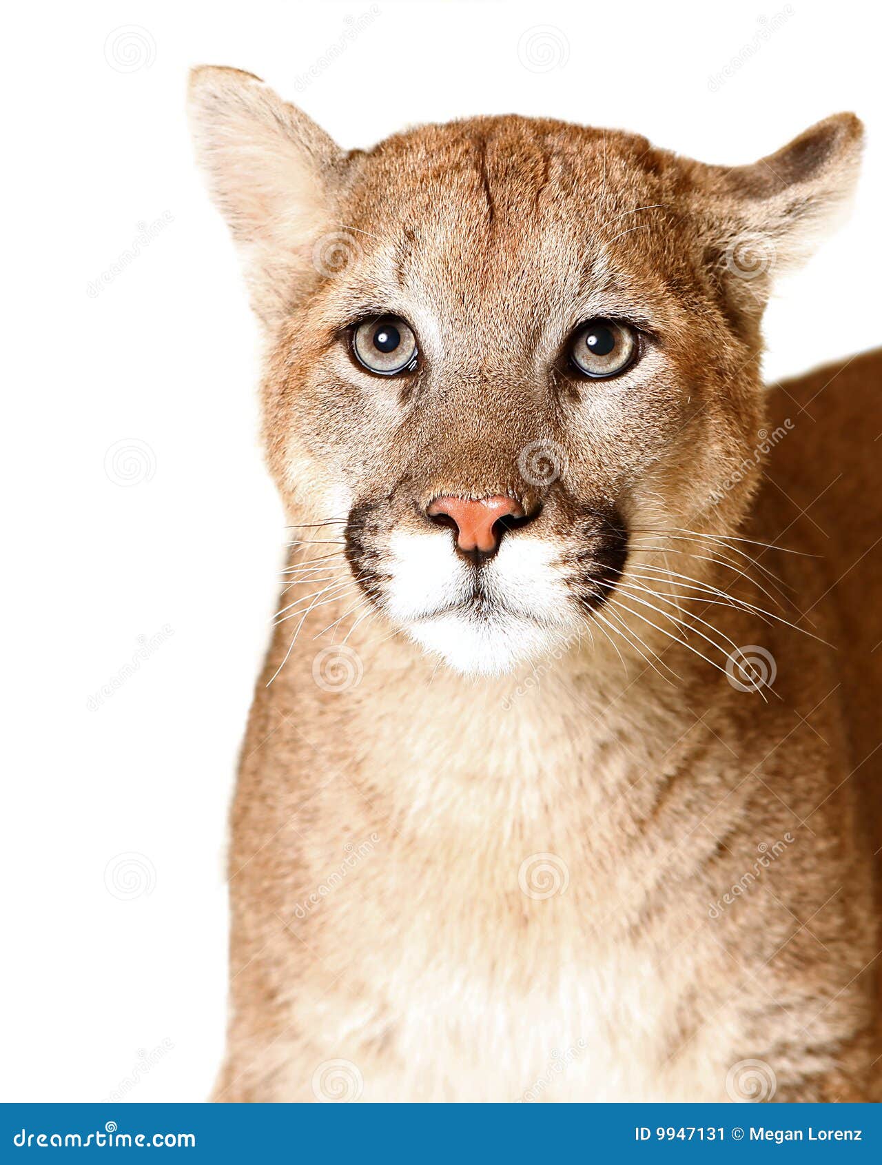 Poema stock afbeelding. Image of uitziend, geïsoleerd - 9947131