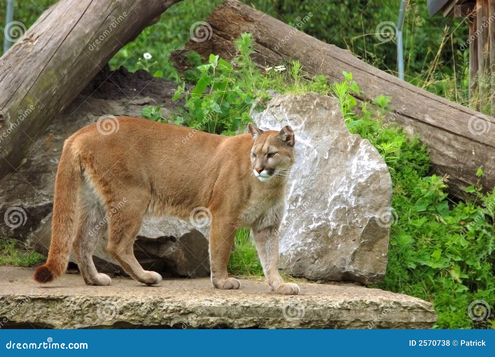 Poema, poema. stock foto. Image of chordata, groot, gevangene - 2570738
