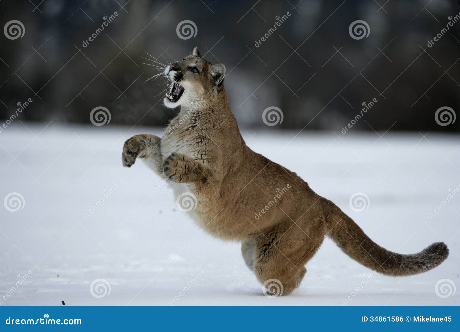 Poema of Poema, Poemaconcolor Stock Foto - Image of winter, berg: 34861586