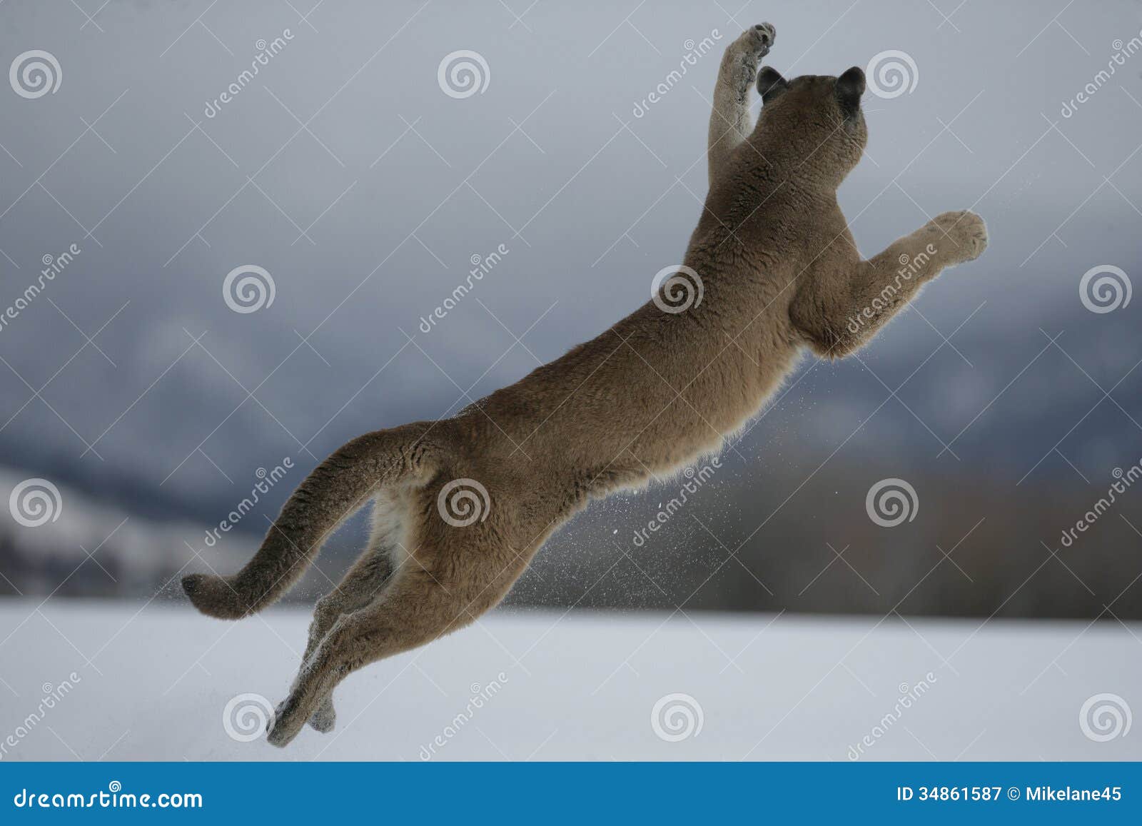 Poema of Poema, Poemaconcolor Stock Afbeelding - Image of staart ...