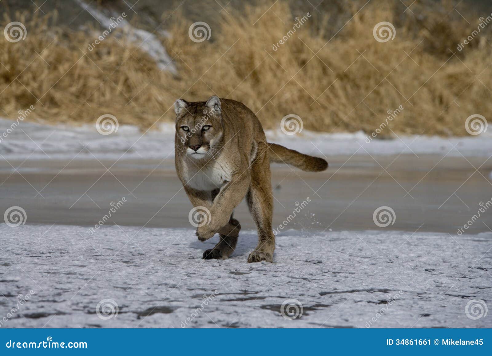 Poema of Poema, Poemaconcolor Stock Afbeelding - Image of leeuw ...