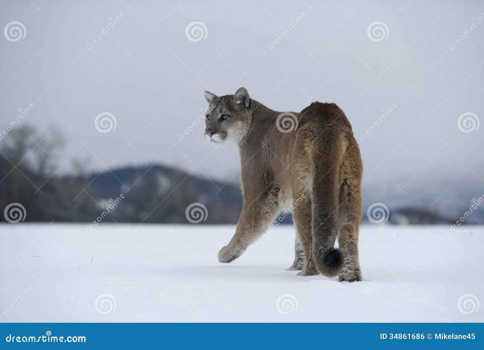 Poema of Poema, Poemaconcolor Stock Foto - Image of zoogdier, sneeuw ...