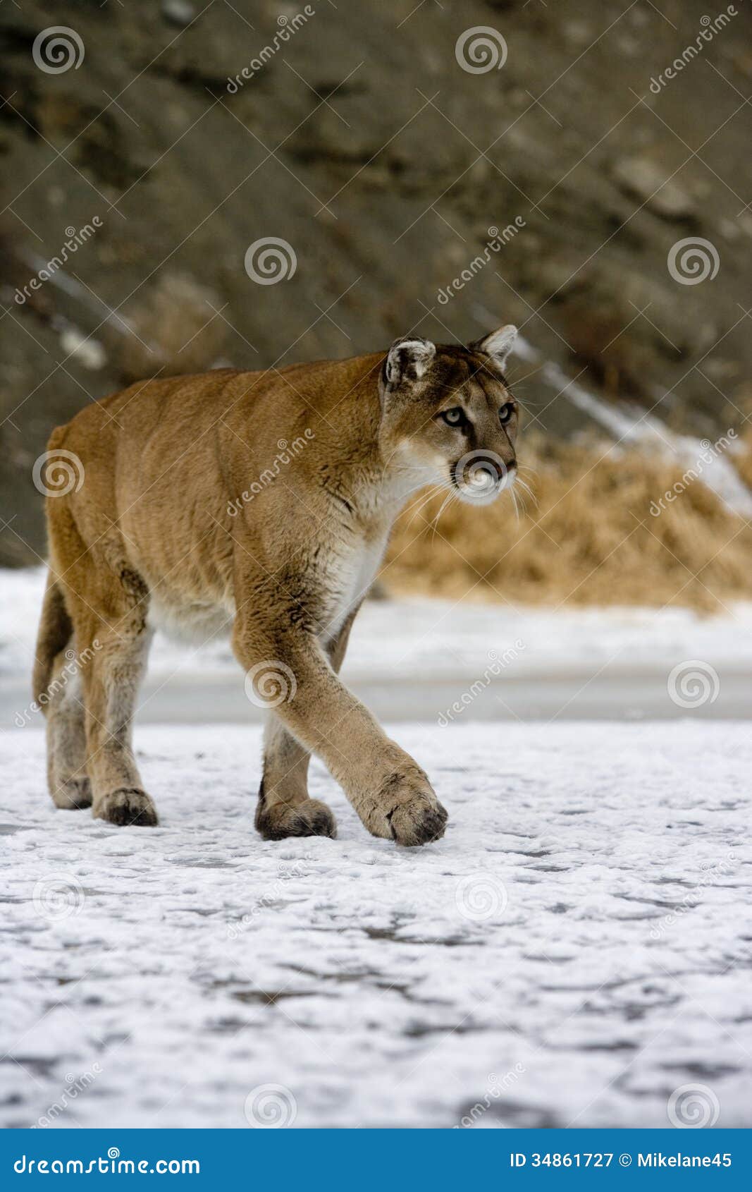 Poema of Poema, Poemaconcolor Stock Afbeelding - Image of sneeuw, fauna ...